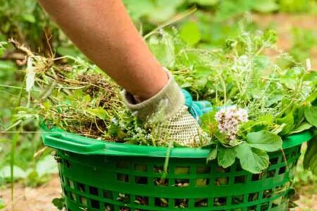 6 Eco-Friendly Ways to Dispose of Plant Remnants - Mother Earth Living
